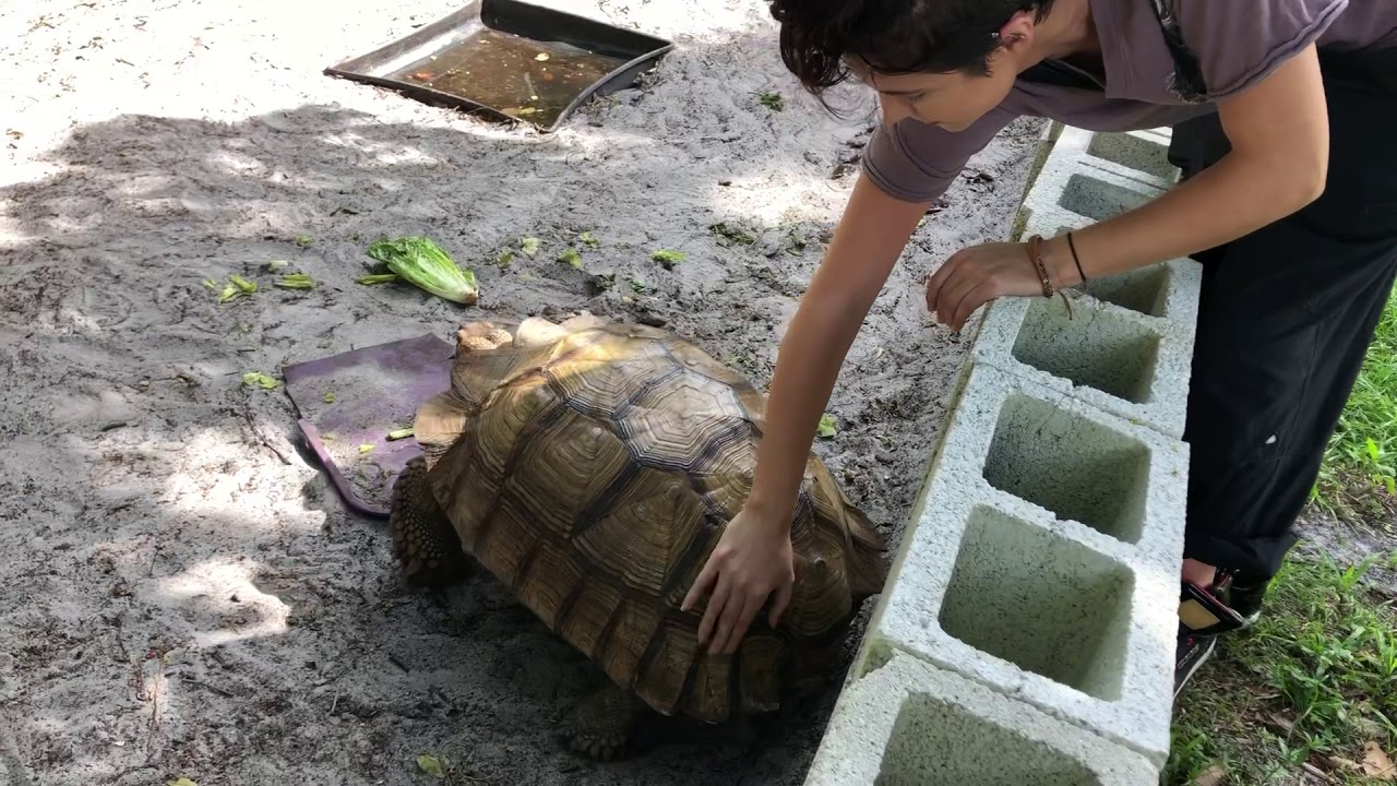 Sulcata tortoise Bernard getting some booty scratches in 😍 - YouTube