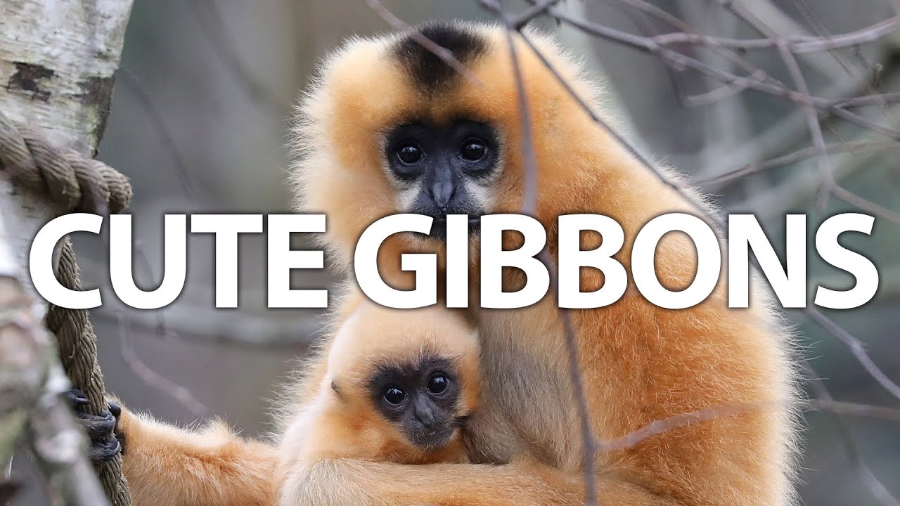 Adorable Gibbons | Playful Pranksters of the Jungle #nature #wildlife # ...