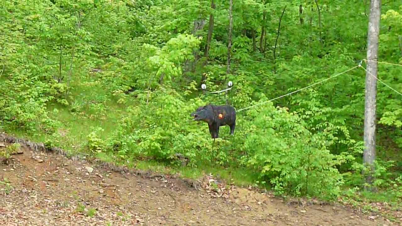 Running Boar Target - YouTube