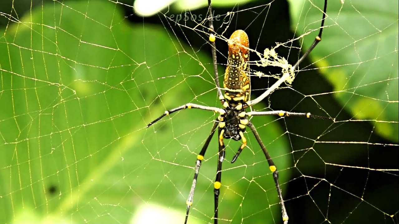 Video of World Biggest Spider of Huge Size with Big Legs - YouTube