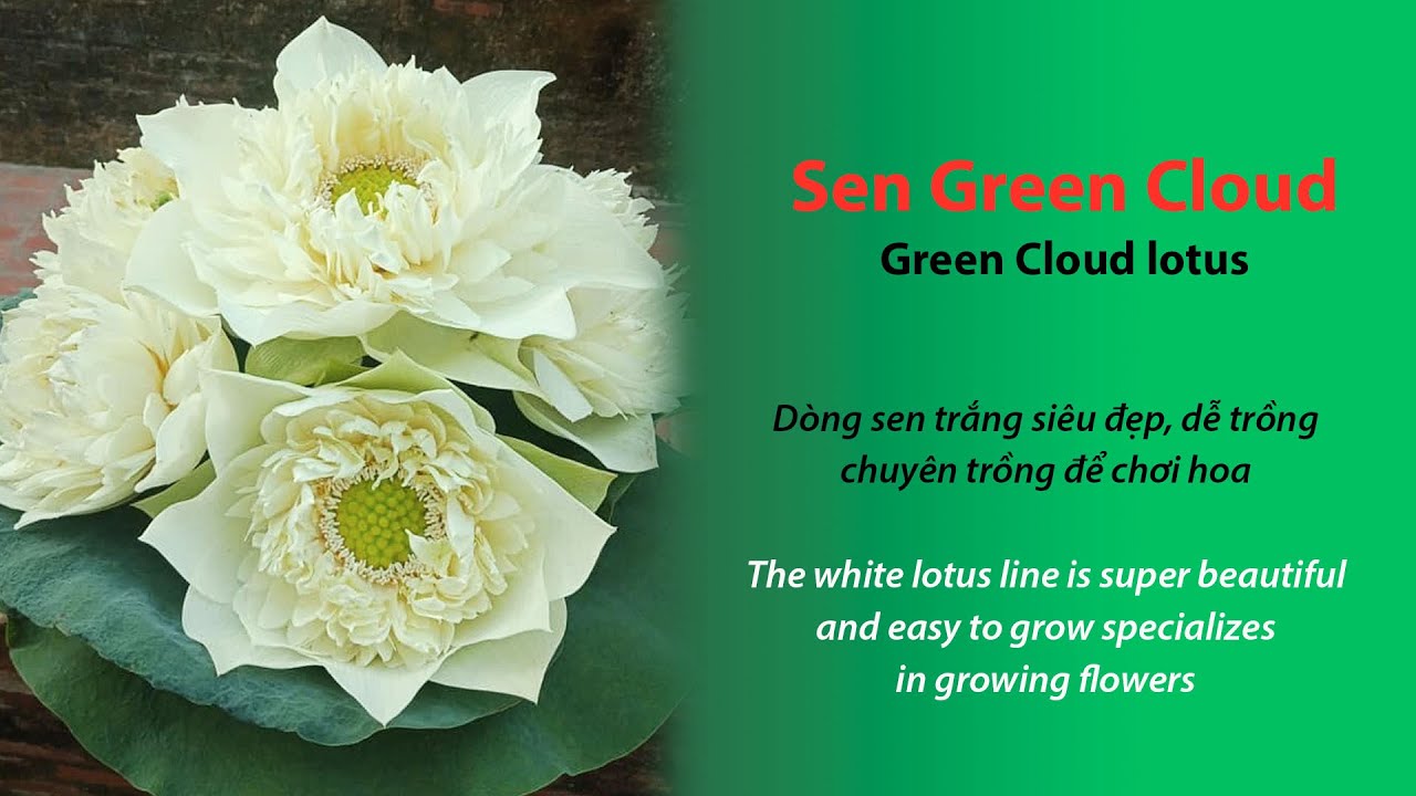 Sen Green Cloud (Mây xanh)/ Green Cloud Lotus - Dòng sen trắng siêu đẹp ...
