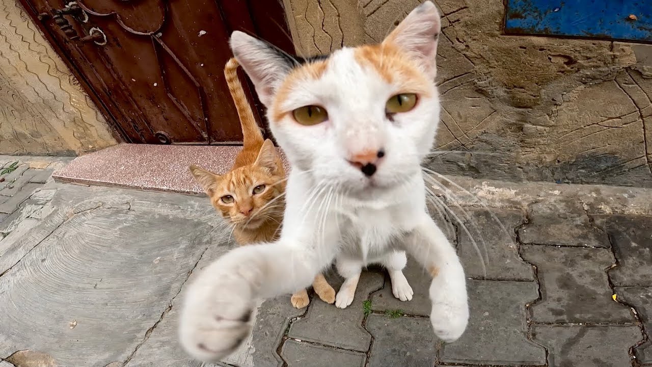 Stray Cat Jumping For Joy Just Because of This... - YouTube