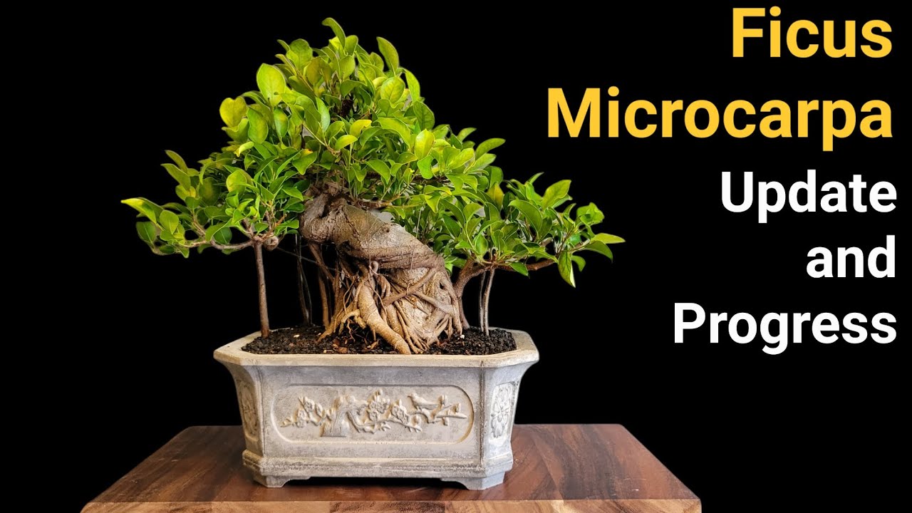 Update on Ficus microcarpa Bonsai since the chop and progression photos - YouTube