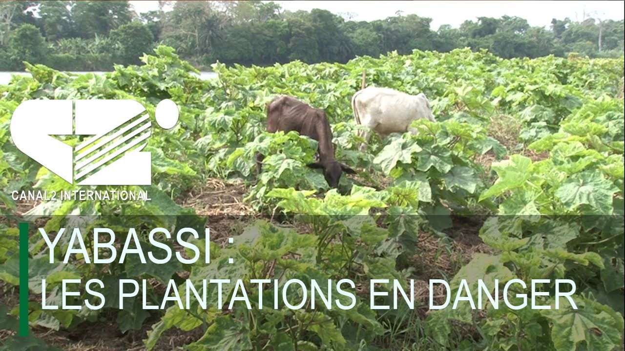 YABASSI : Les plantations en danger - YouTube