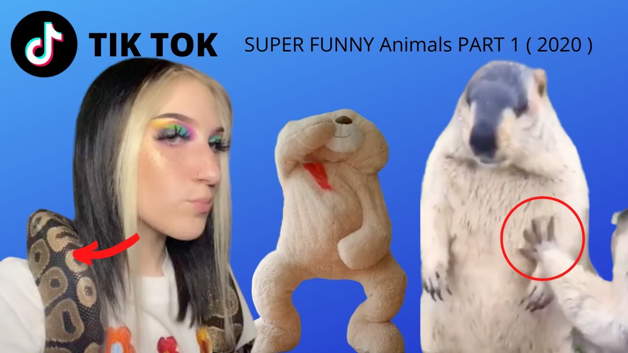 TIK TOK : SUPER FUNNY ANimals Part 1 (2020) - YouTube