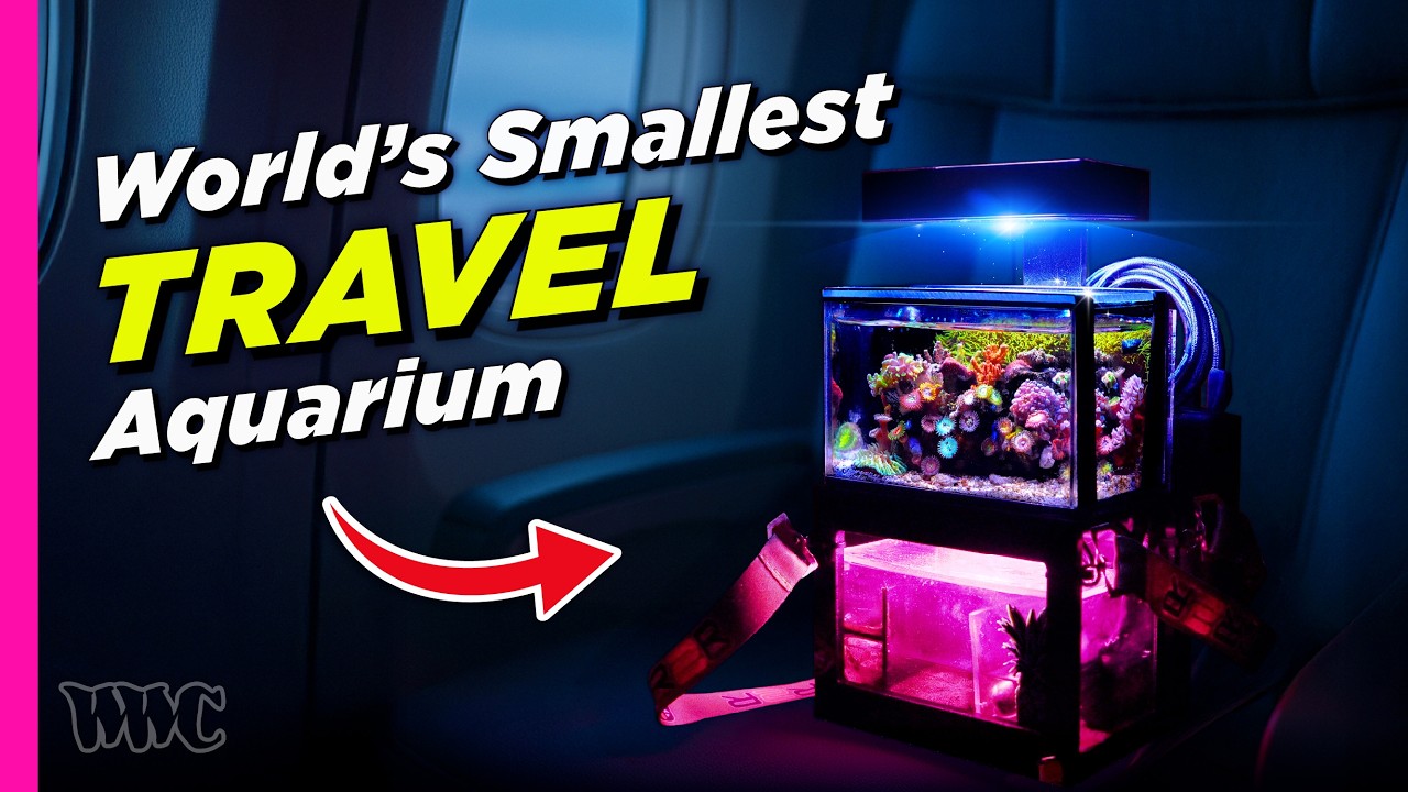 The Reef Tank That Flies on Planes!? | RoamingReef’s Traveling Aquarium ...