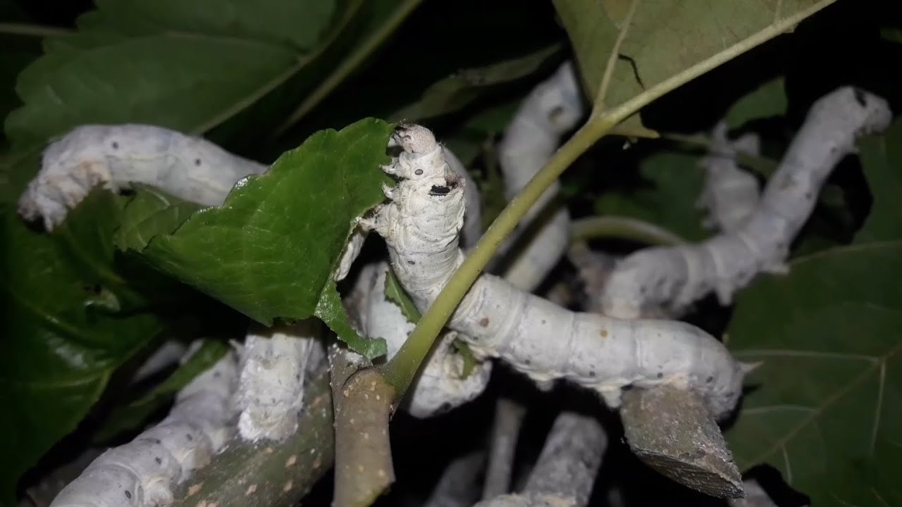 Pattupulu Valarppu Iபட்டுபுழு வளப்ப்பு I Silkworm I Sericulture I Larva ...
