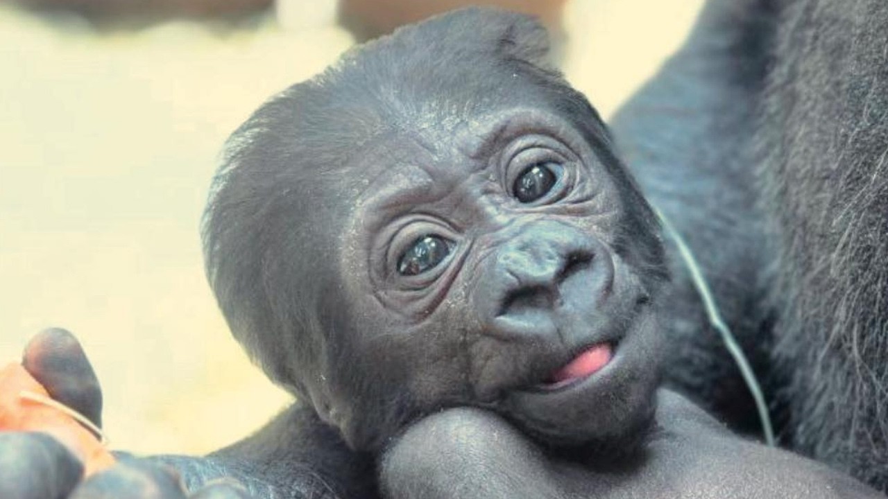 First Baby Gorilla Born in Italy in 50 Years! 🎀 Meet Tamani & Her ...
