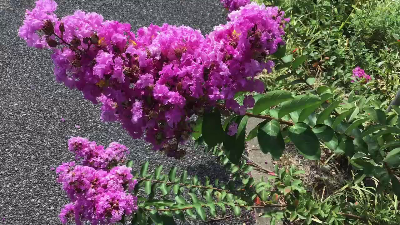 AUGUST BLOOMING SEASON ( MELENDRES FLOWERS ) かわいい花 FLOWERS ON THE ...
