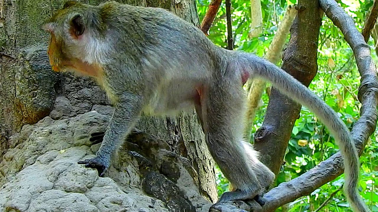 Unexpected Jane monkey struggle pushing giving birth new baby monkey ...