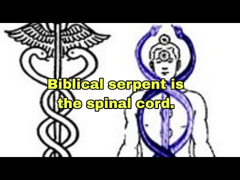Do Snakes Have A Spinal Cord