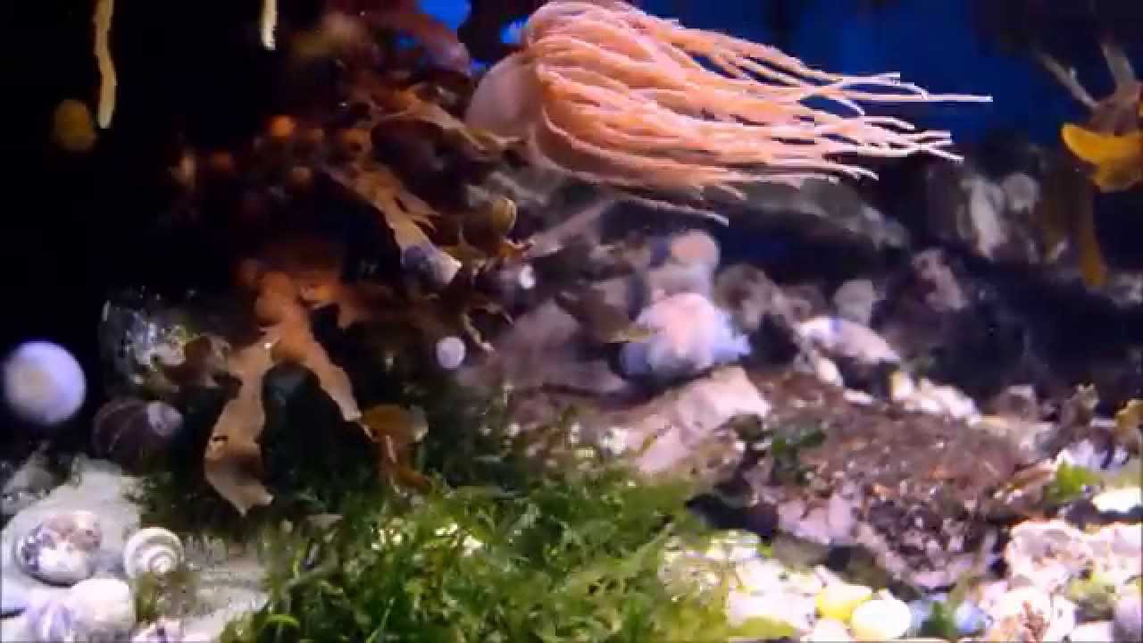 Time lapse . Sea anemone moving over seaweed - YouTube