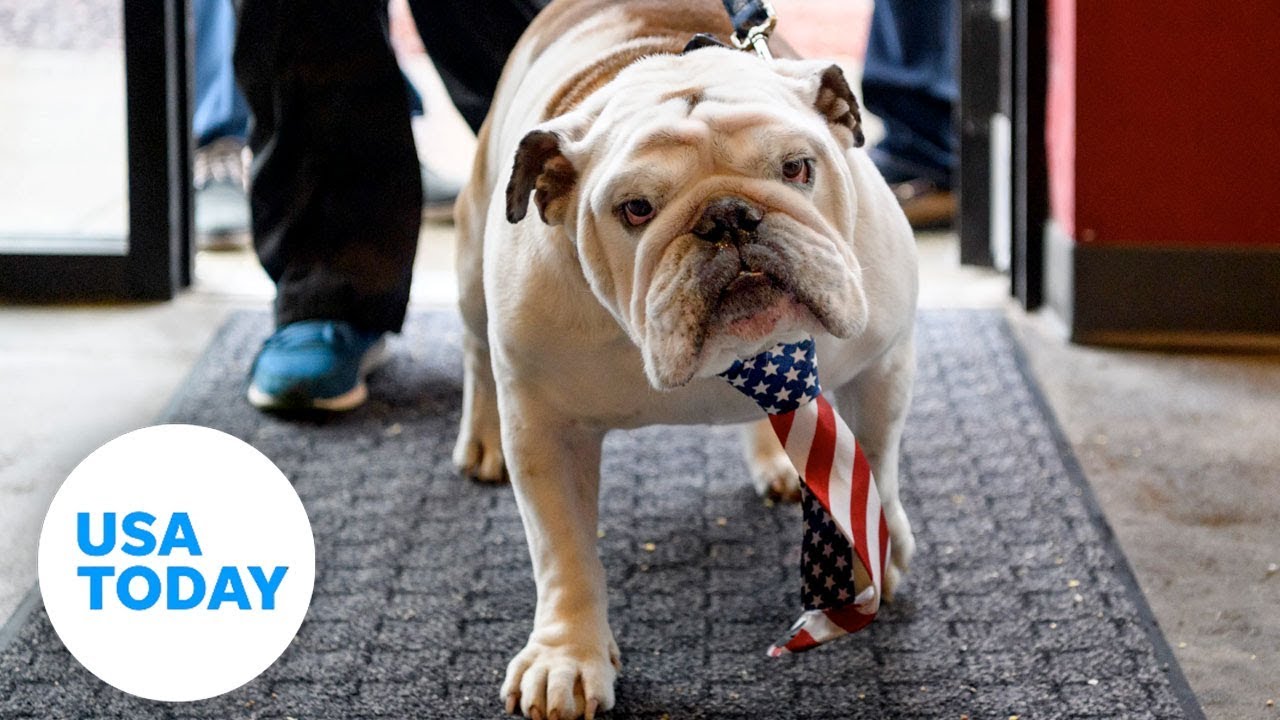 Meet Griff, the dog that every presidential candidate wants to pet ...
