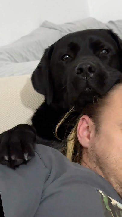 50 shades of Teo ☺️ #dog #doggo #lab #labrador #viral #trending #finnydogvideos - YouTube