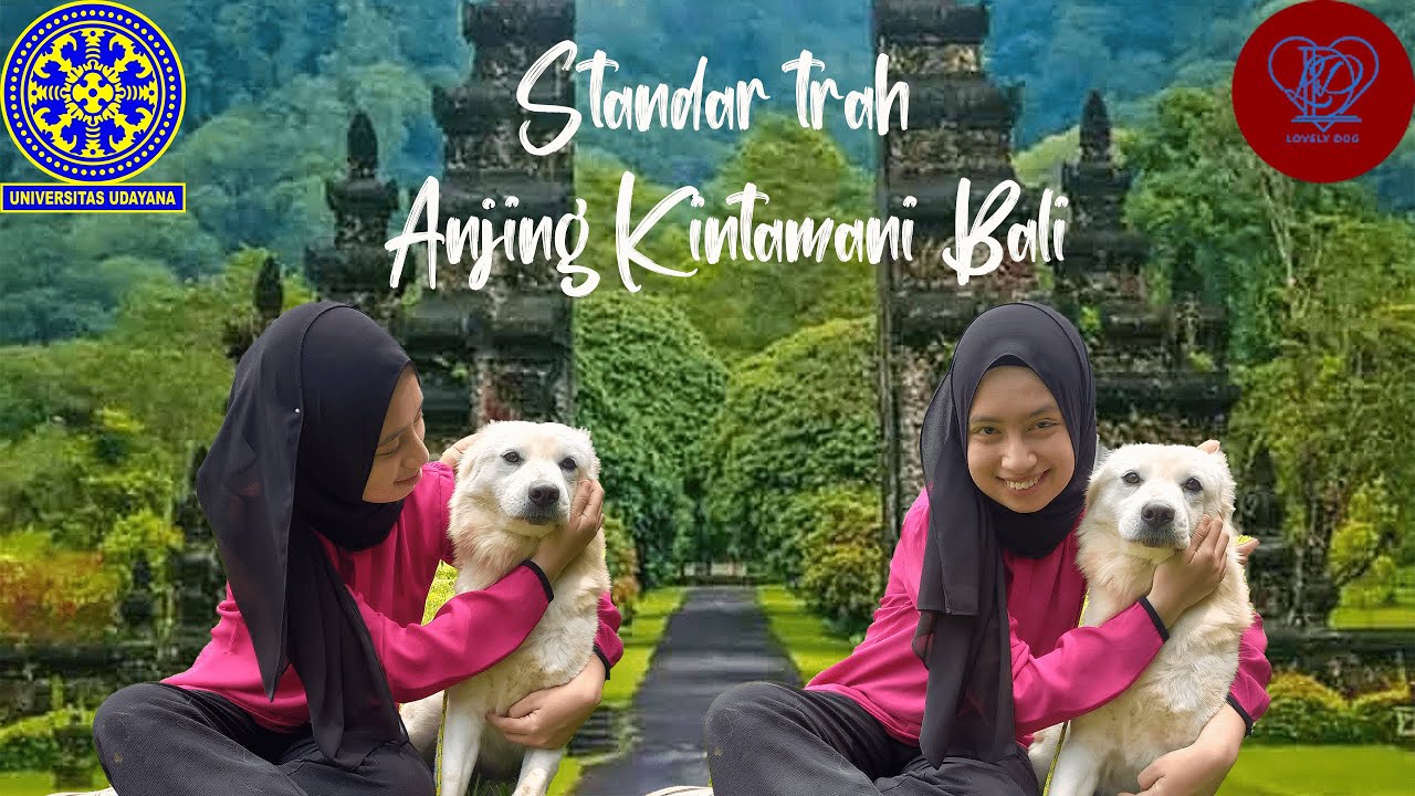 STANDAR TRAH ANJING KINTAMANI BALI | RAS ASLI INDONESIA YANG DIAKUI ...