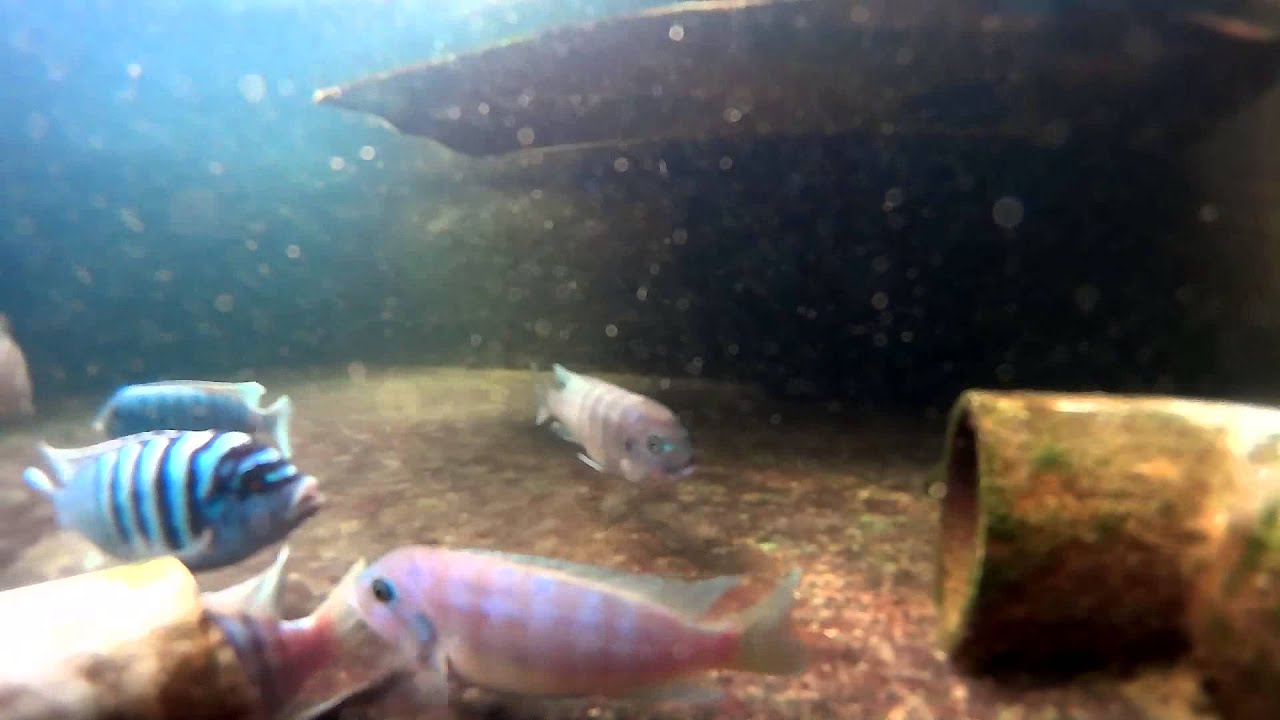 Metriaclima sp. 'zebra chilumba' (Maison Reef) 梅森礁粉藍斑馬 - YouTube