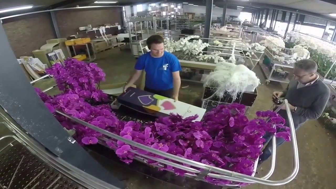 Hilverda De Boer visits phalaenopsis grower Ichtus Flowers - YouTube