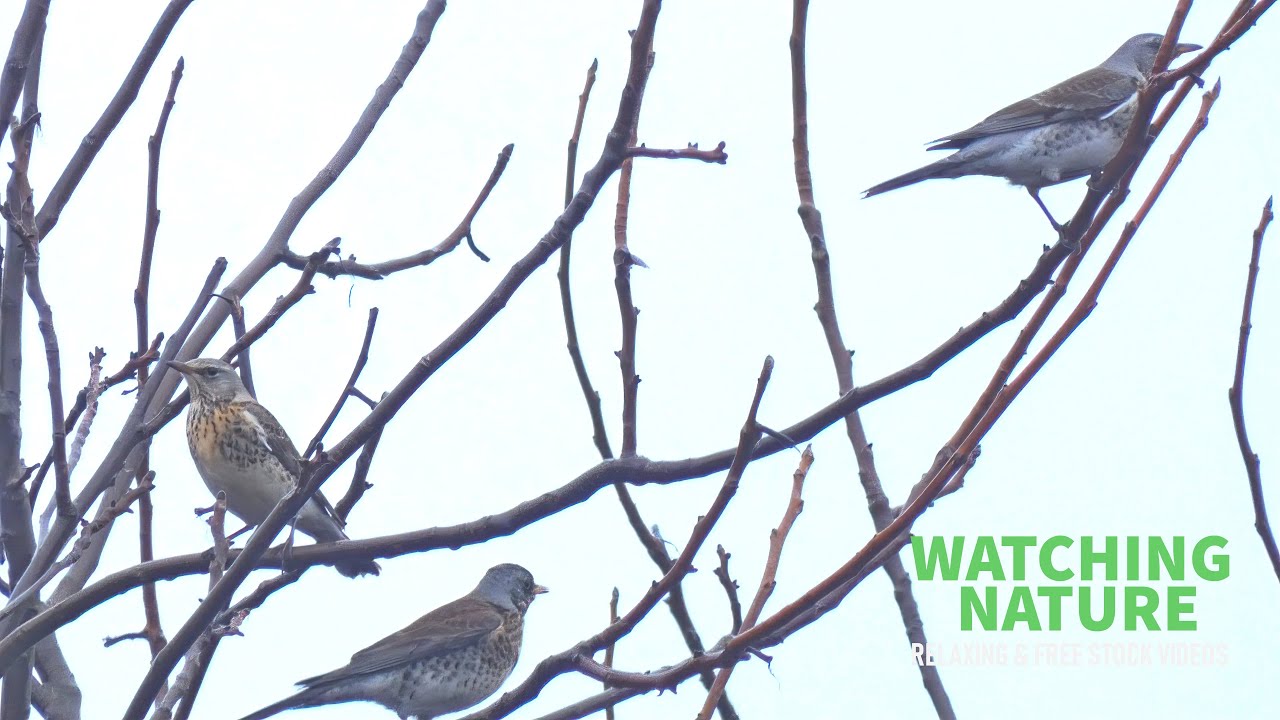 Fieldfares pre-sleep in weak autumn rain | Birds | 4K Relaxing Nature ...