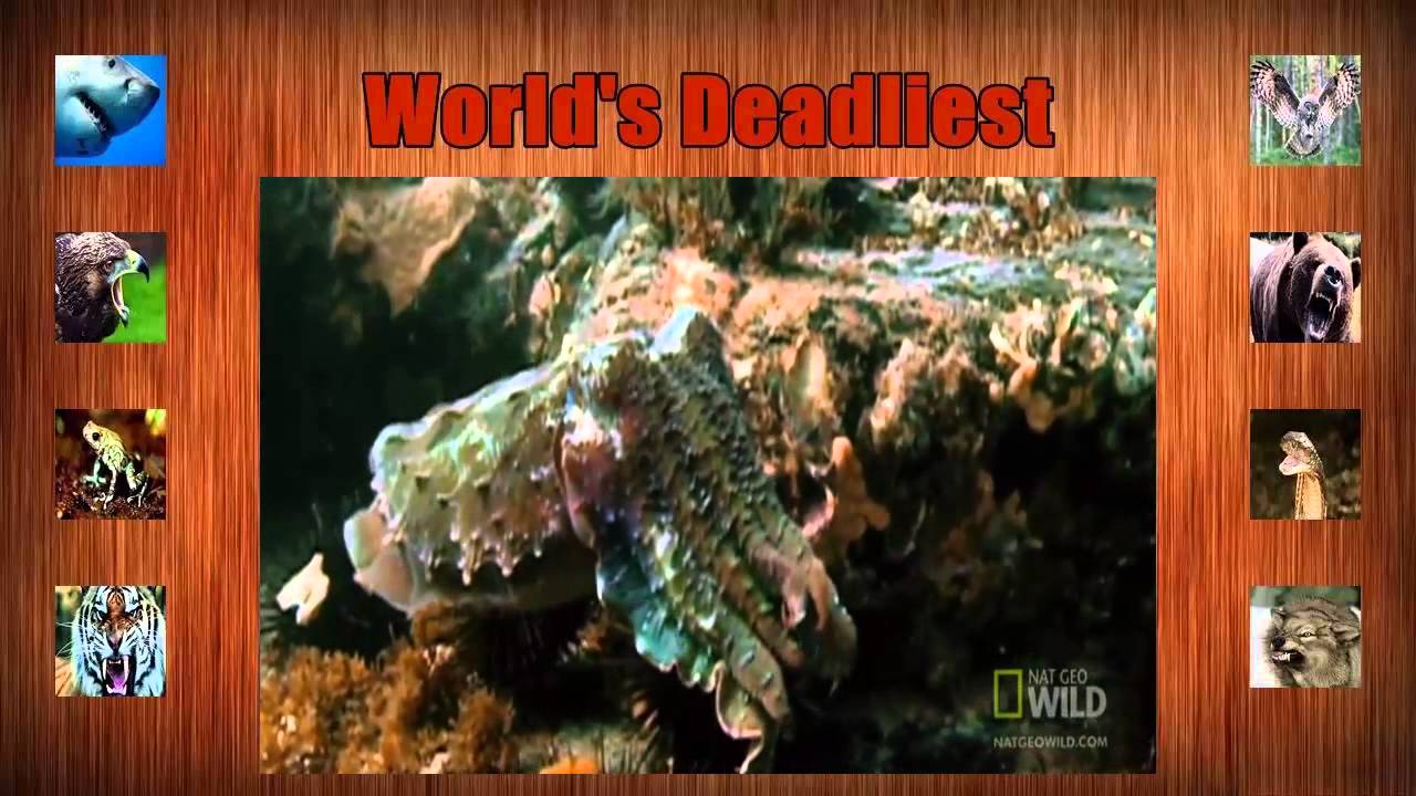 World s Deadliest - Sudden Death Cuttlefish - YouTube