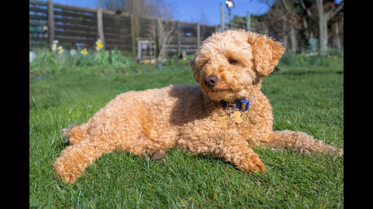 Noodle the Poodle - YouTube