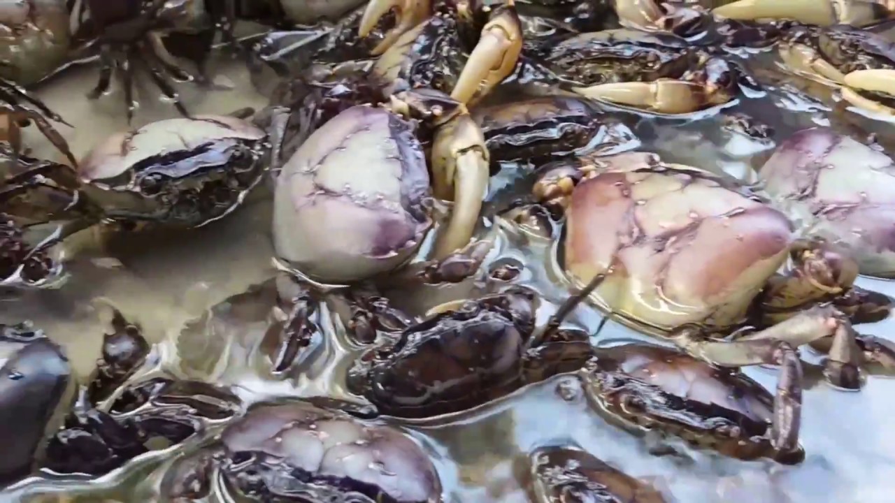 Amazing Crabs | Rice Field Crabs - YouTube