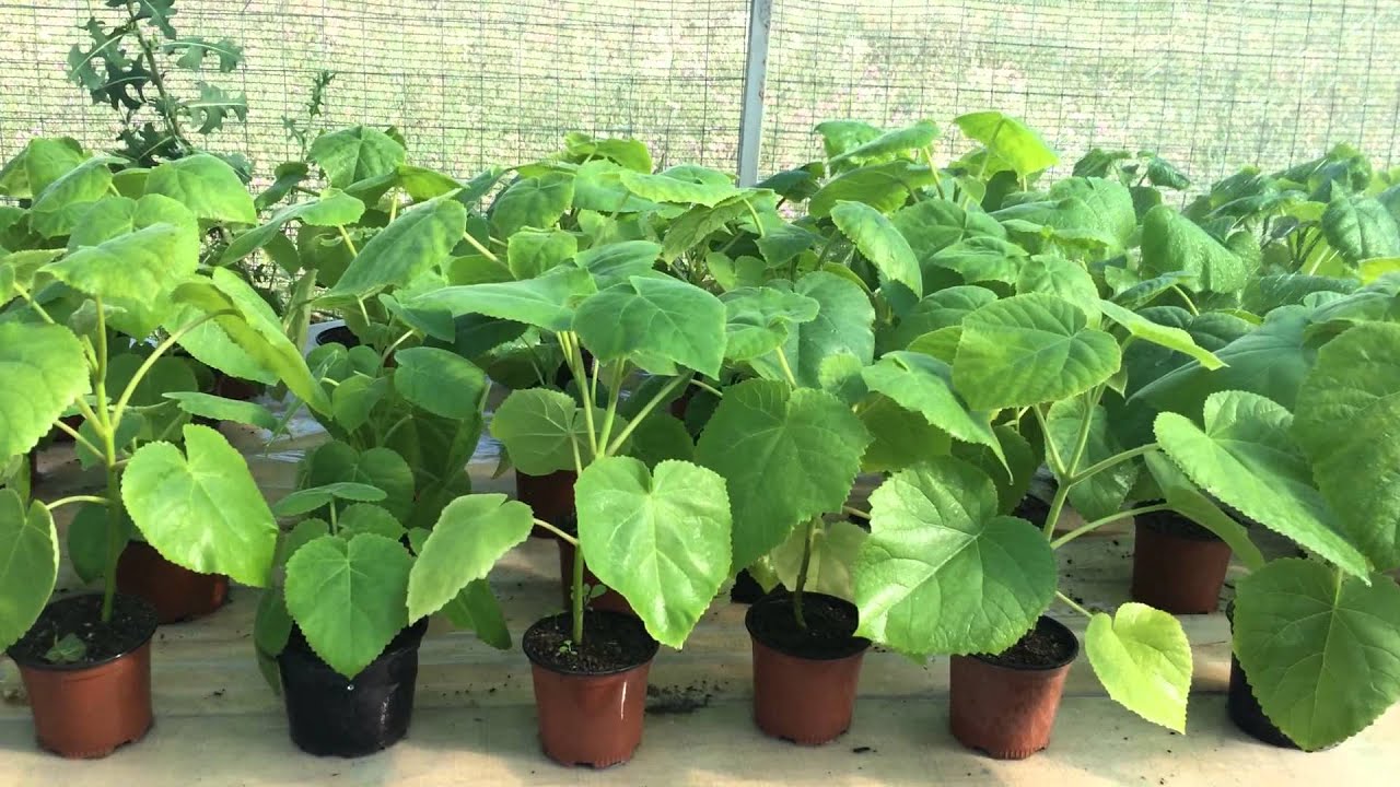 Răsaduri Paulownia pregătite pentru plantarea in câmp - YouTube