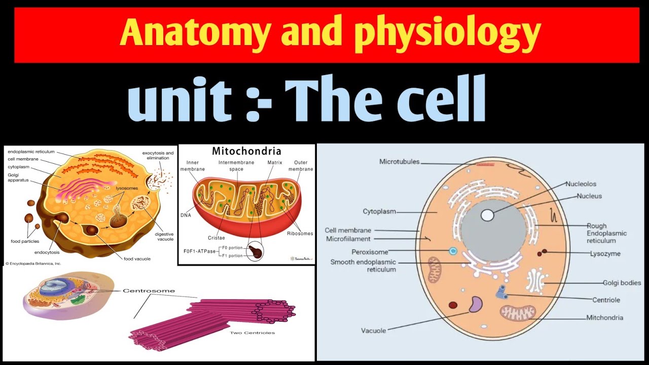 The cell | Organelles | Structure | Functions in Hindi - YouTube