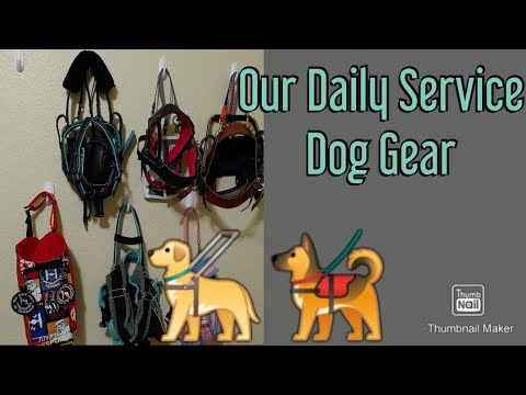 Our Daily Service Dog Gear - YouTube