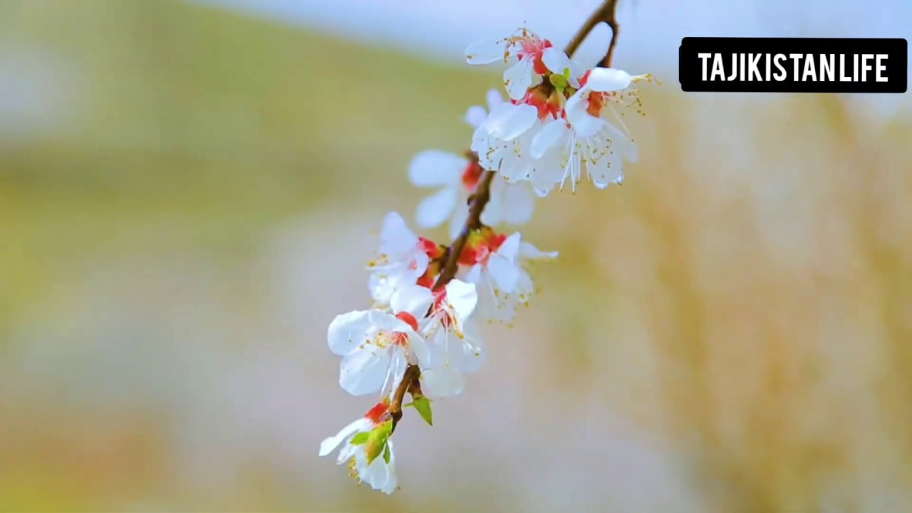 Spring In Tajikistan 2020 Весна в Таджикистане 2020 (Tajikistan Life ...