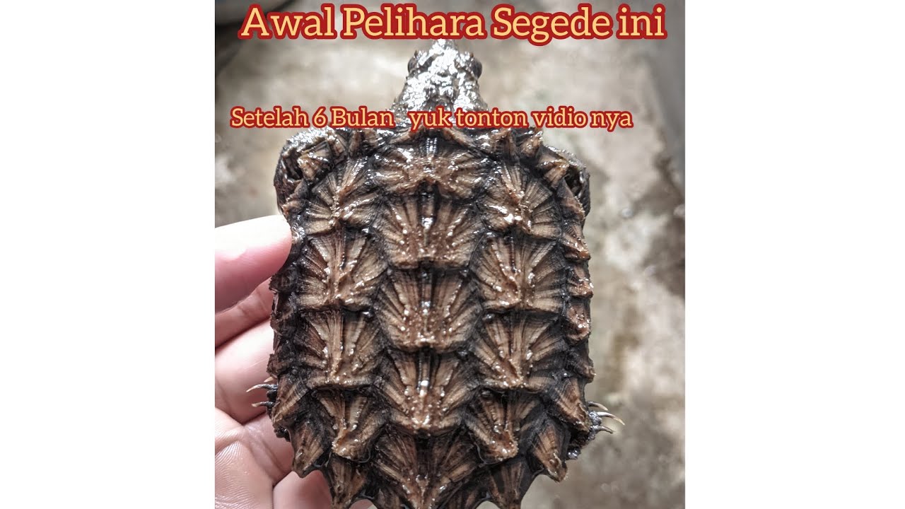 Update Perkembangan Kura Alligator Snapping Turtle (AST) setelah 6Bulan ...