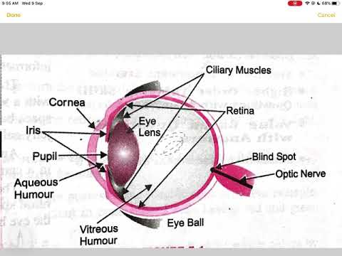 human eye part1 class 10 - YouTube