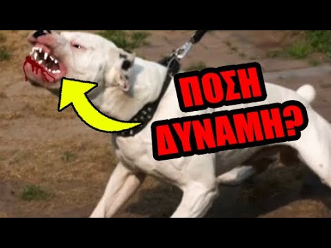 ΟΙ 10 ΡΑΤΣΕΣ ΣΚΥΛΙΩΝ ΜΕ ΤΟ ΠΙΟ ΔΥΝΑΤΟ ΔΑΓΚΩΜΑ 🔥🔥🔥 - YouTube