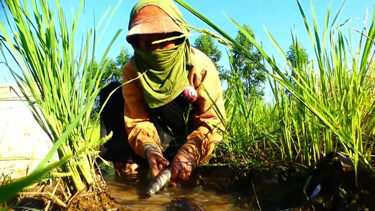 So Amazing Fishing! there are a lots of fish at rice field this time ...