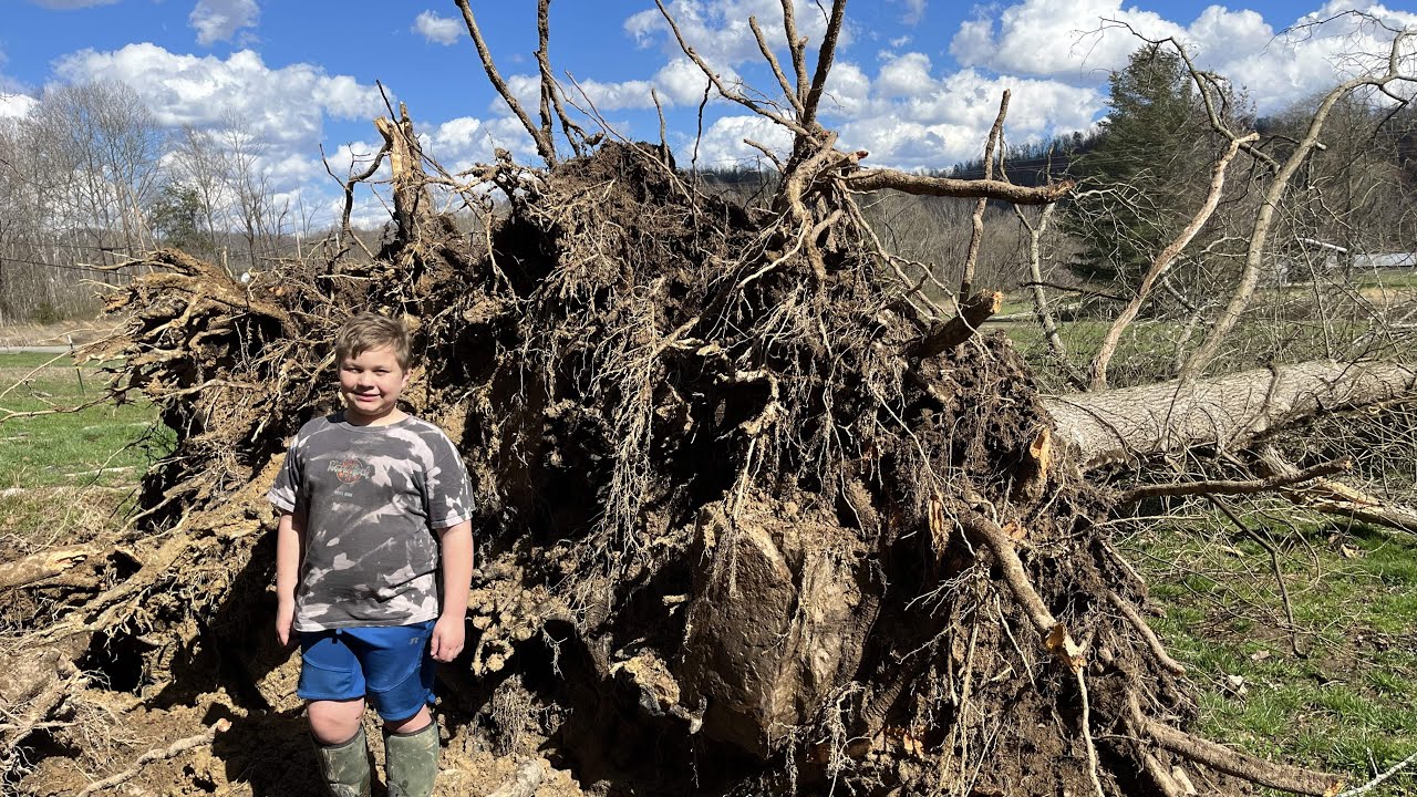 Our MASSIVE Tree Knocked Out Power to the WHOLE Neighborhood! - YouTube