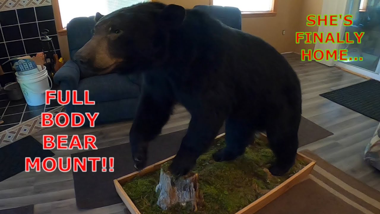 FULL BEAR MOUNT!! - YouTube
