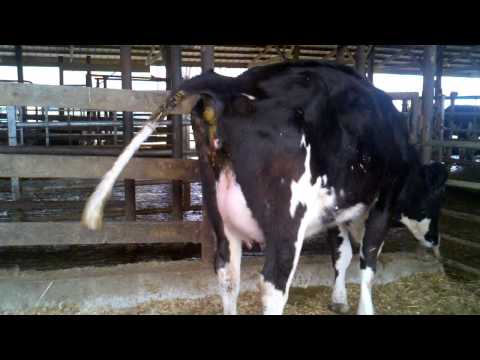 Cow Pooping In Reverse