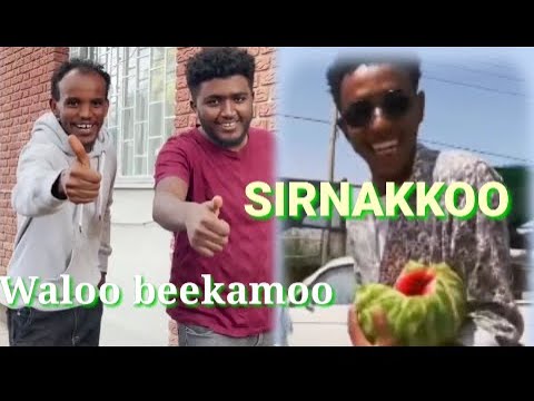 EGERE COMEDY: SIRNAKKOO/Diramaa afaan Oromoo haaraa (Waloo bekaamo ...