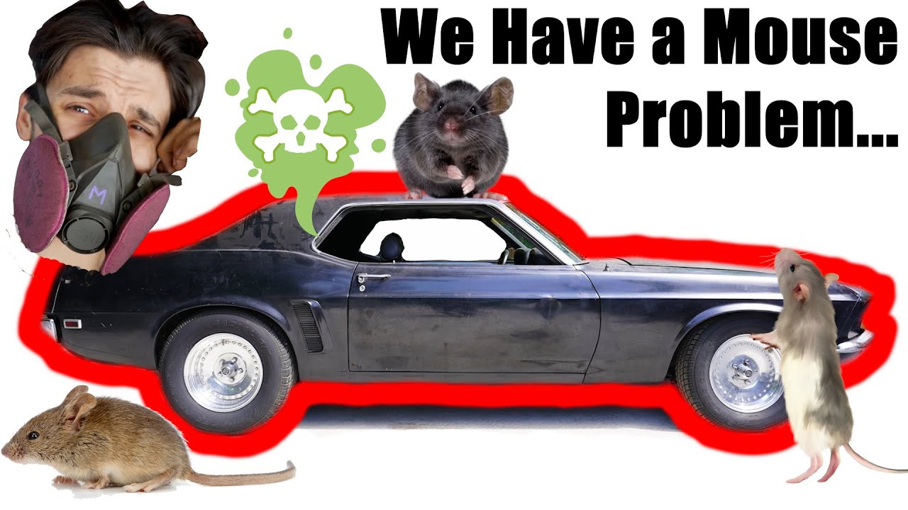 Mouse Infested Interior to Brand New, Mustang Rebuild - YouTube