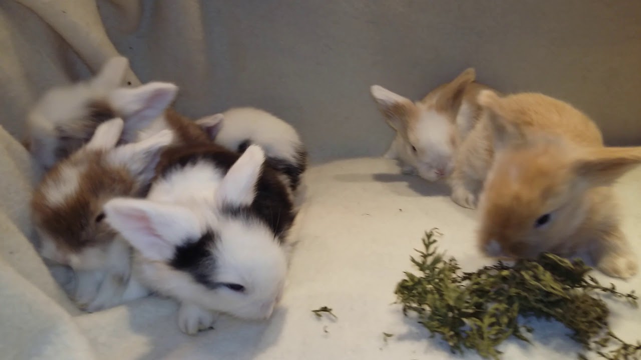 Teddy widder babys van Teddypallace - YouTube