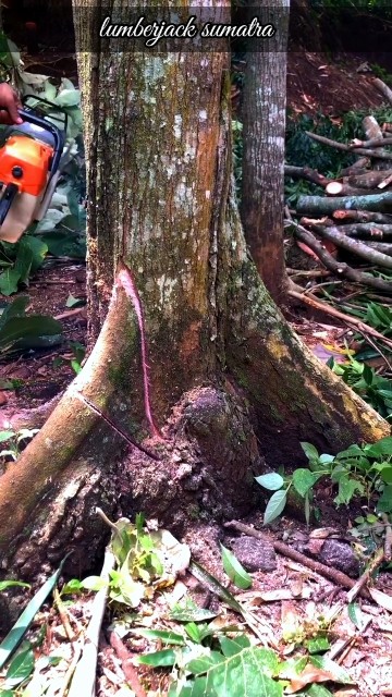 cut beautiful colored mahogany roots#mahogany#lumberjack#woodworking ...