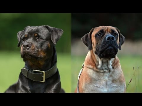 BOERBOEL ( Two boerboels fight stray Dog ) - YouTube