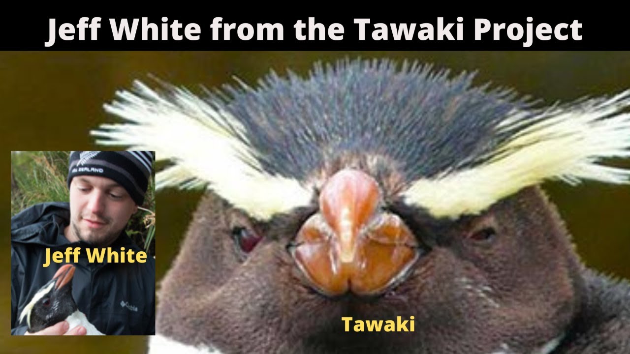 Jeff White from the Tawaki Project - YouTube