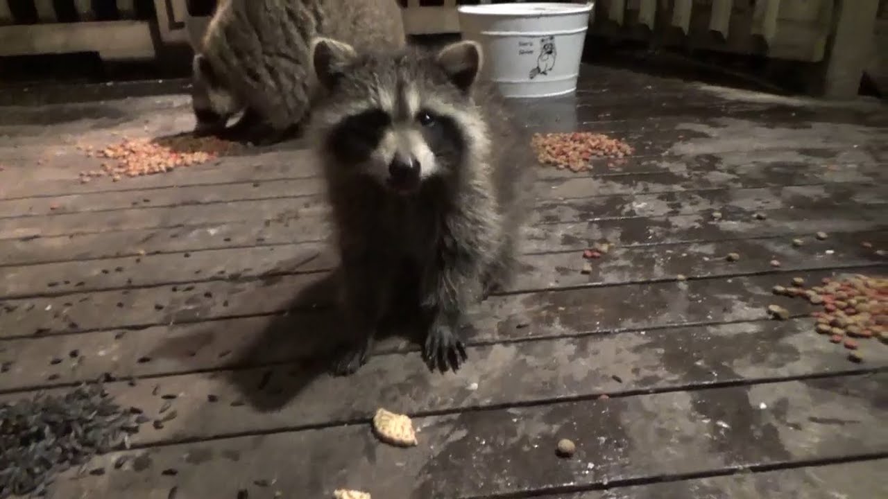 Baby Raccoon Gif
