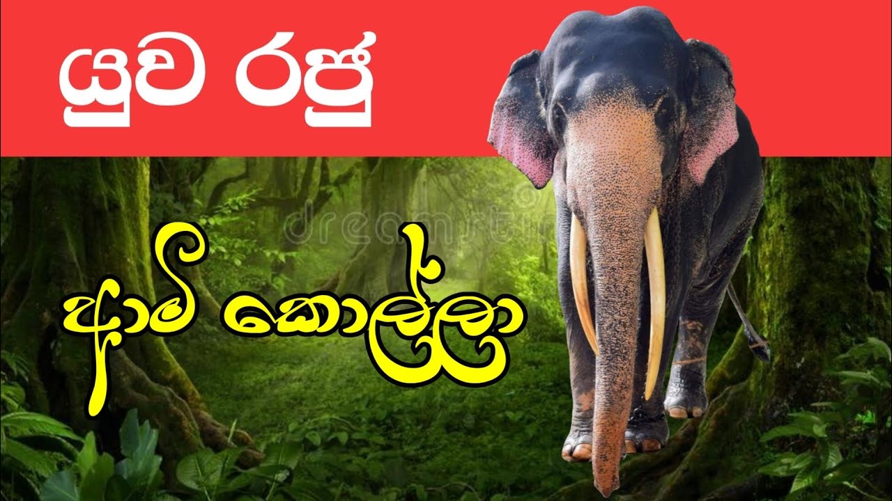 සිංහ රාජා ඇතා Sinha Raja Tusker ලස්සන දෙරණ Lassana Derana - YouTube