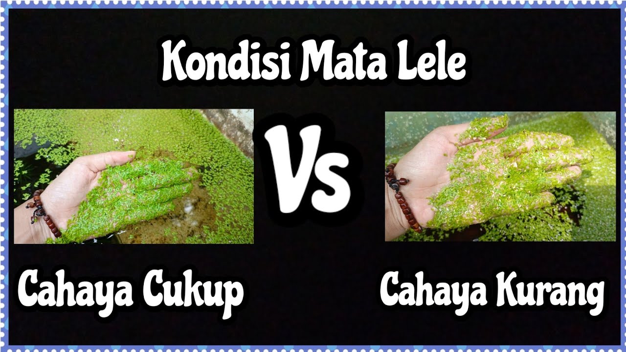 Perbandingan Tanaman lemna / Duckweed yang cukup sinar matahari dan tidak - YouTube