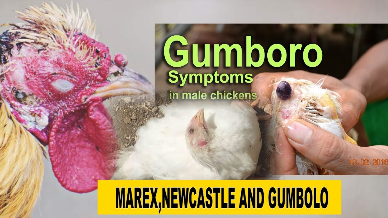 Chicken :Marex ,Newcastle ,Gombolo, SIGNS And SYMPTOMS ,Vaccination ...