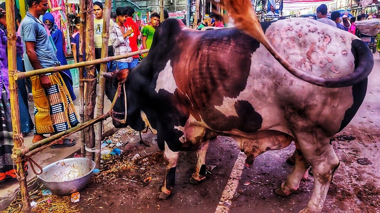 Titanic Pakra Bull Demand 7 Lacs Taka At Zinzira Gorur Hat | Eid UL ...
