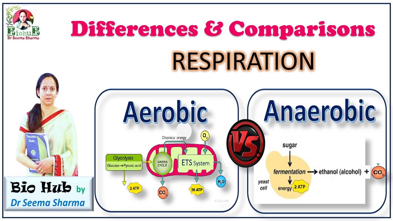 Aerobic And Anaerobic Respiration For Kids