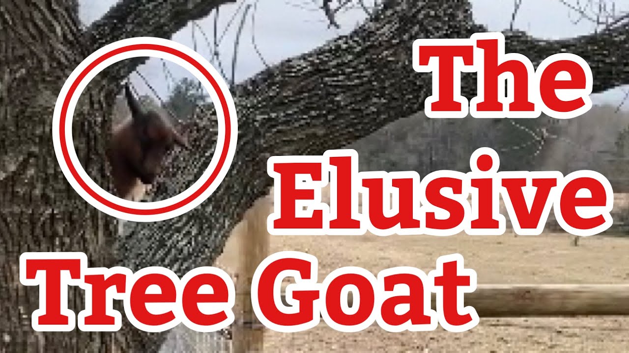 Goat jungle gym. - YouTube