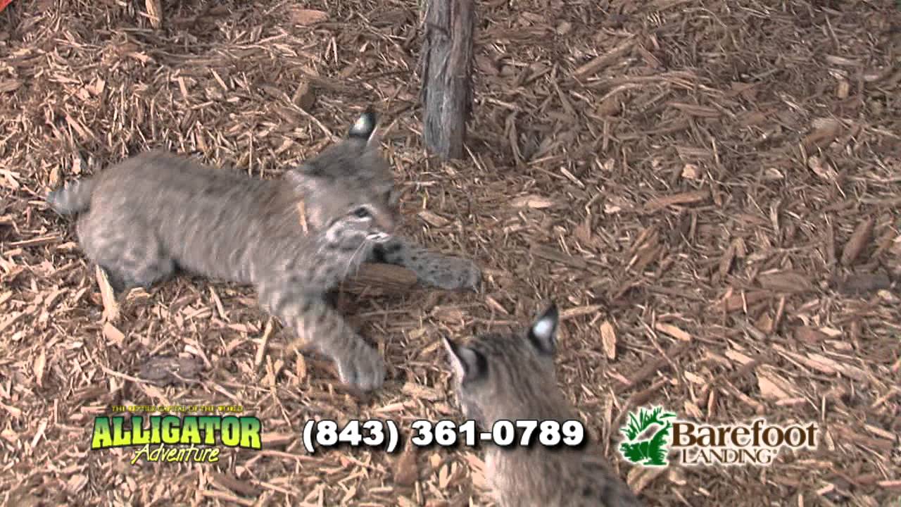 Alligator Adventure - Baby Bobcats - YouTube
